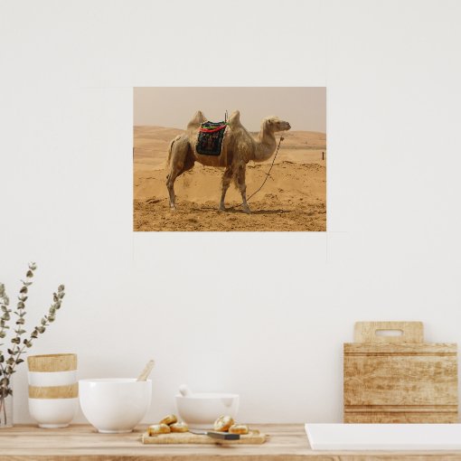 Camel in the desert poster | Zazzle