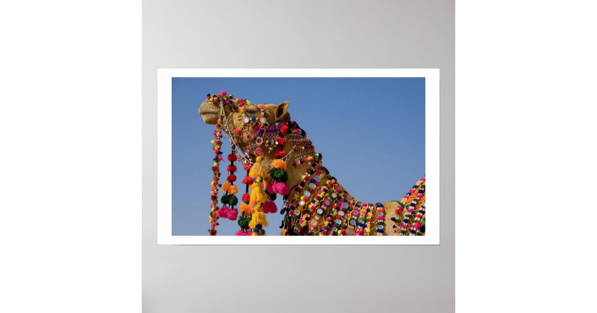 Camel in The Desert Poster | Zazzle