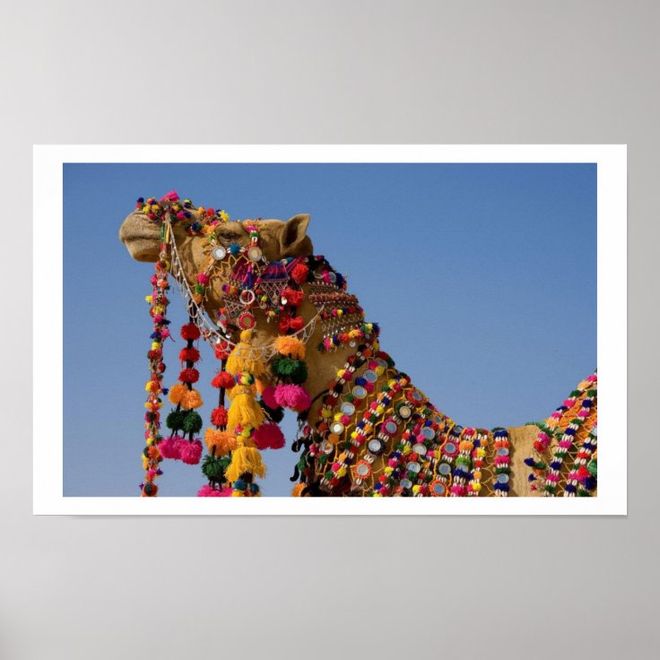 Camel in The Desert Poster | Zazzle