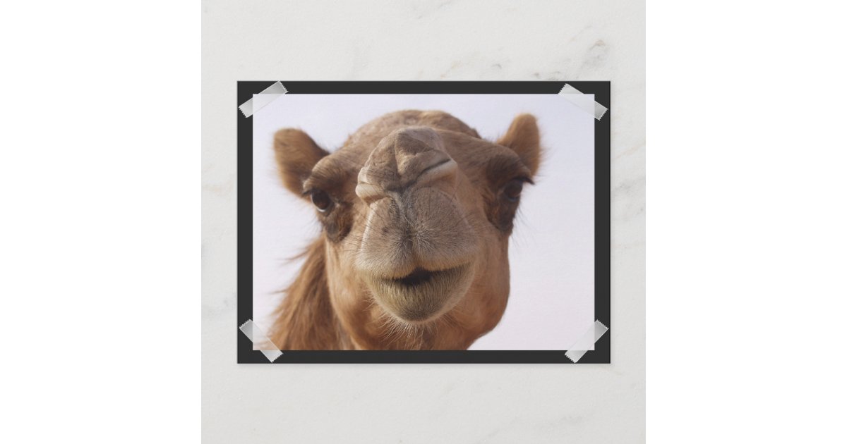 Camel Postcard | Zazzle