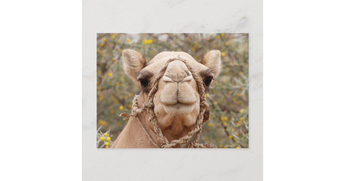Camel Postcard | Zazzle