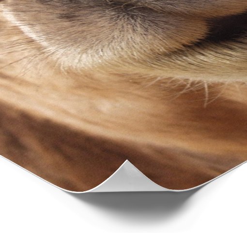 Camel Poster Print | Zazzle