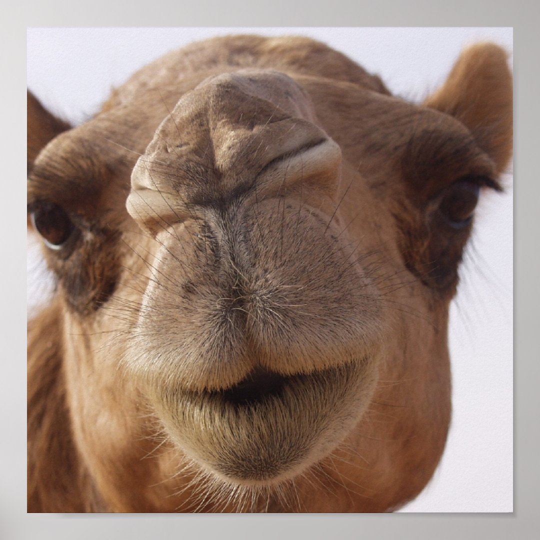 Camel Poster Print | Zazzle