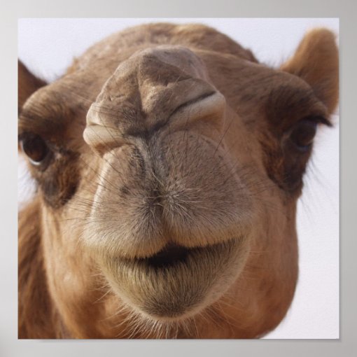 Camel Poster Print | Zazzle