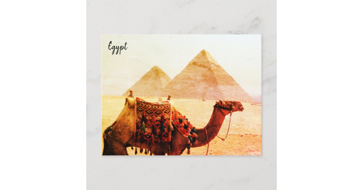 camel pyramids giza postcard | Zazzle