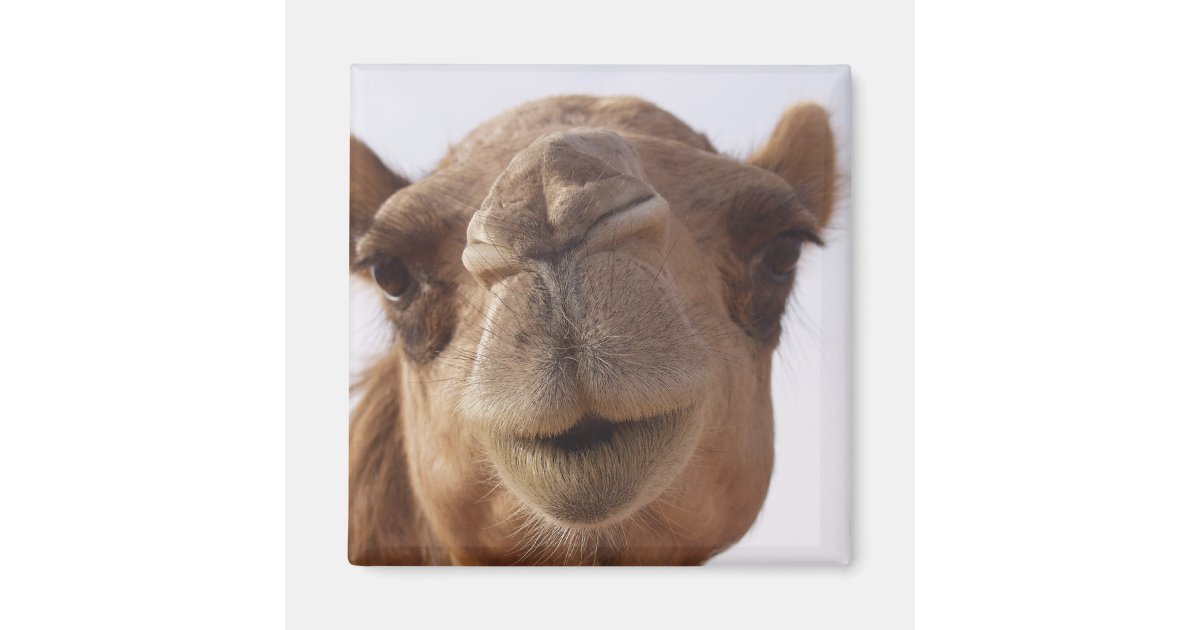 Camel Square Magnet | Zazzle