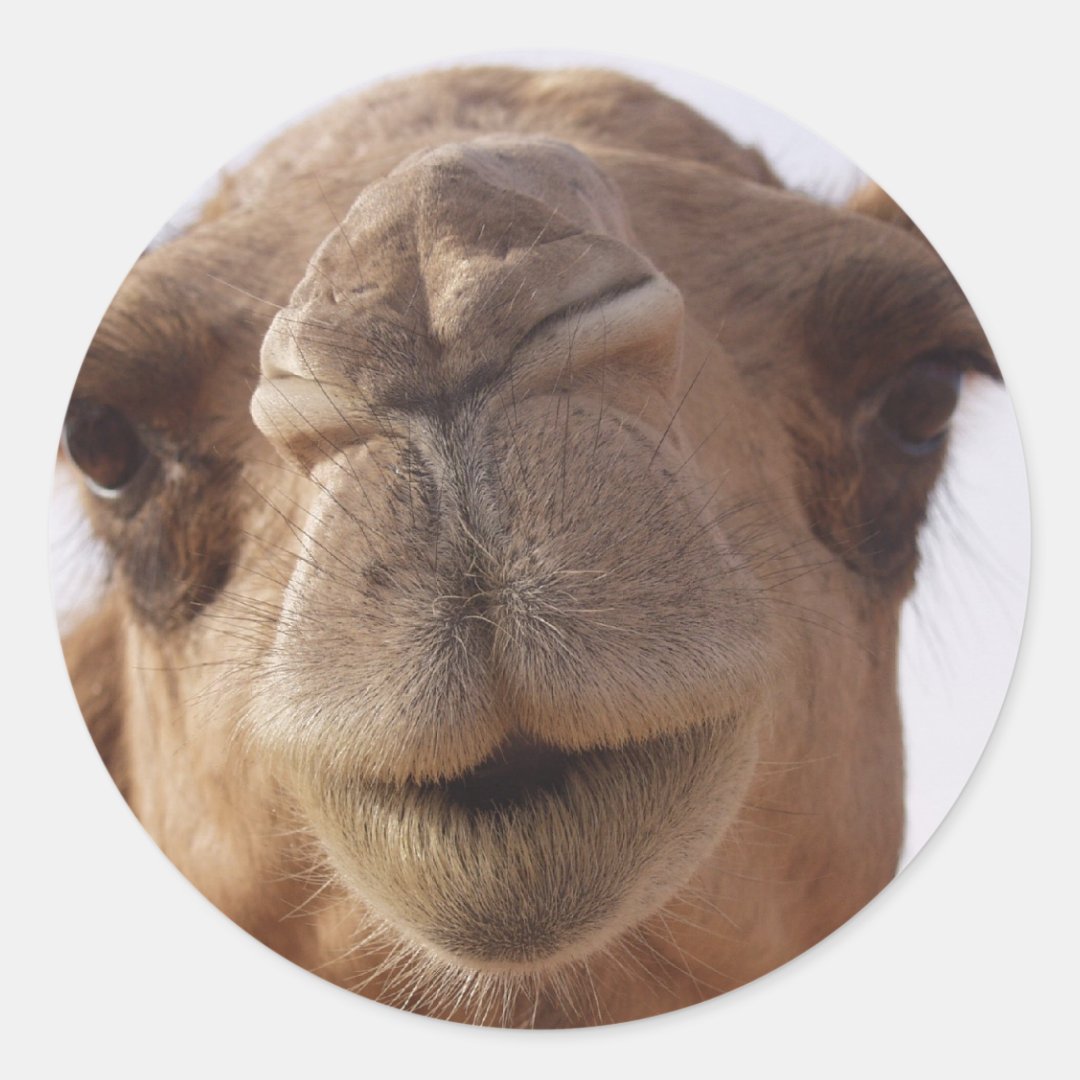 Camel Stickers | Zazzle