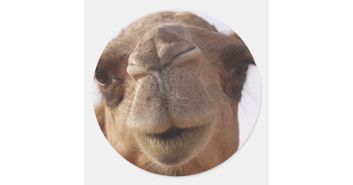 Camel Stickers | Zazzle
