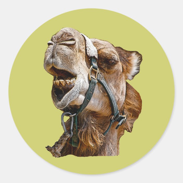 Camel Stickers | Zazzle.com