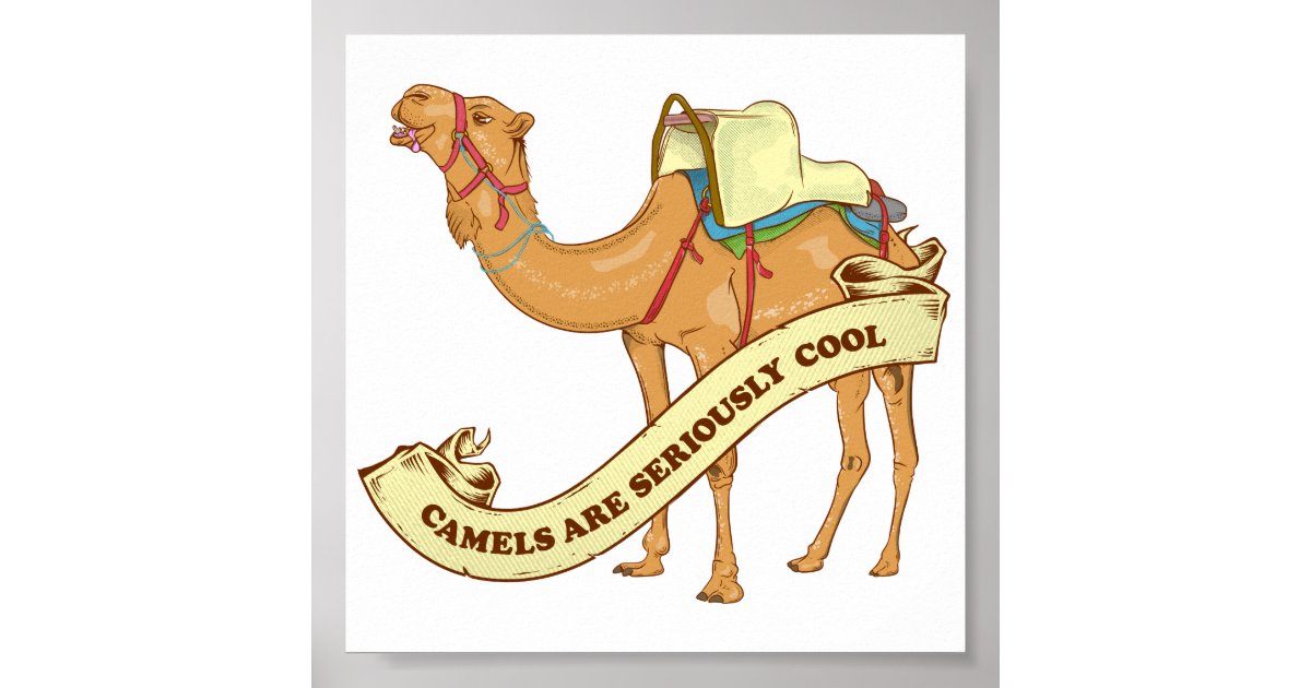Camels are cool poster | Zazzle