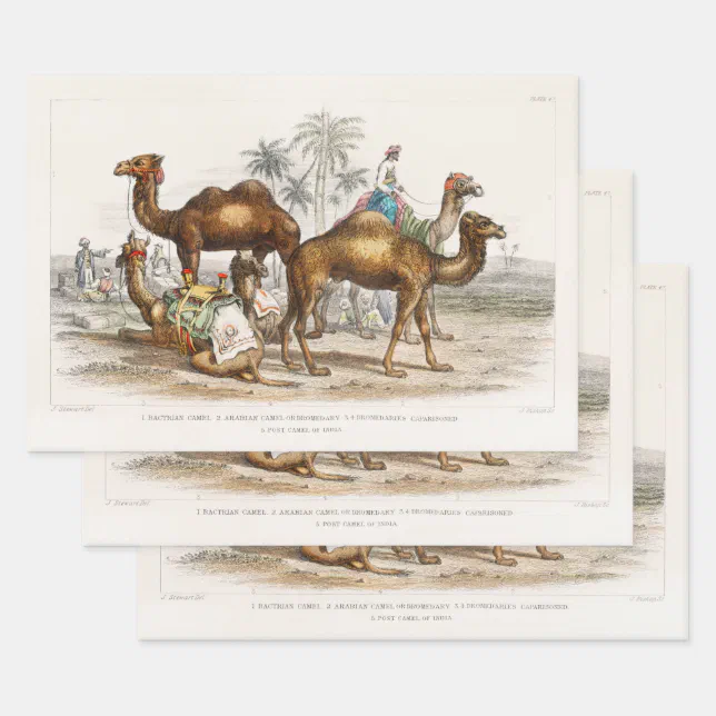 Camels of India Vintage Illustration, 1820 Wrapping Paper Sheets | Zazzle