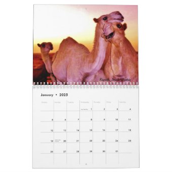 Camels of the Middle East Calendar | Zazzle