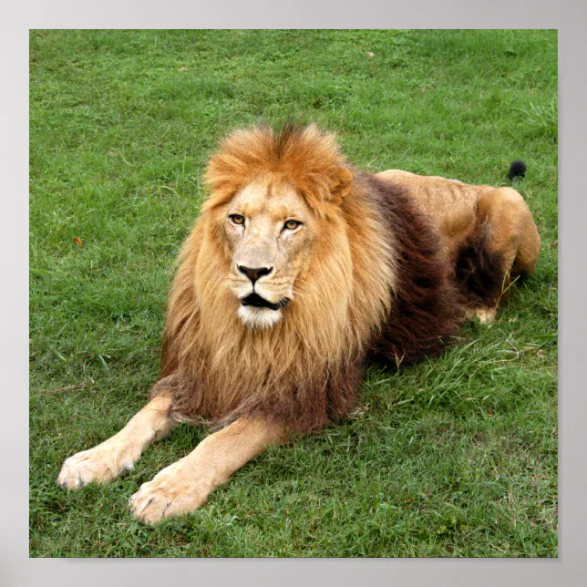 Cameron 1 11x11 poster | Zazzle