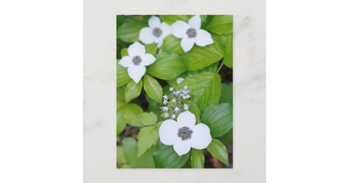 Canada, British Columbia. Dwarf Dogwood Postcard | Zazzle