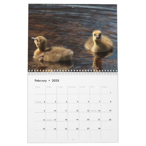 Canada Geese and Goslings Calendar | Zazzle