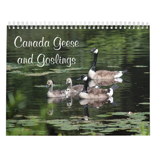 Canada Geese and Goslings Calendar | Zazzle