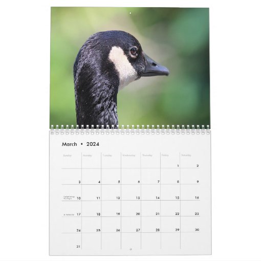 Canada Geese and Goslings Calendar | Zazzle