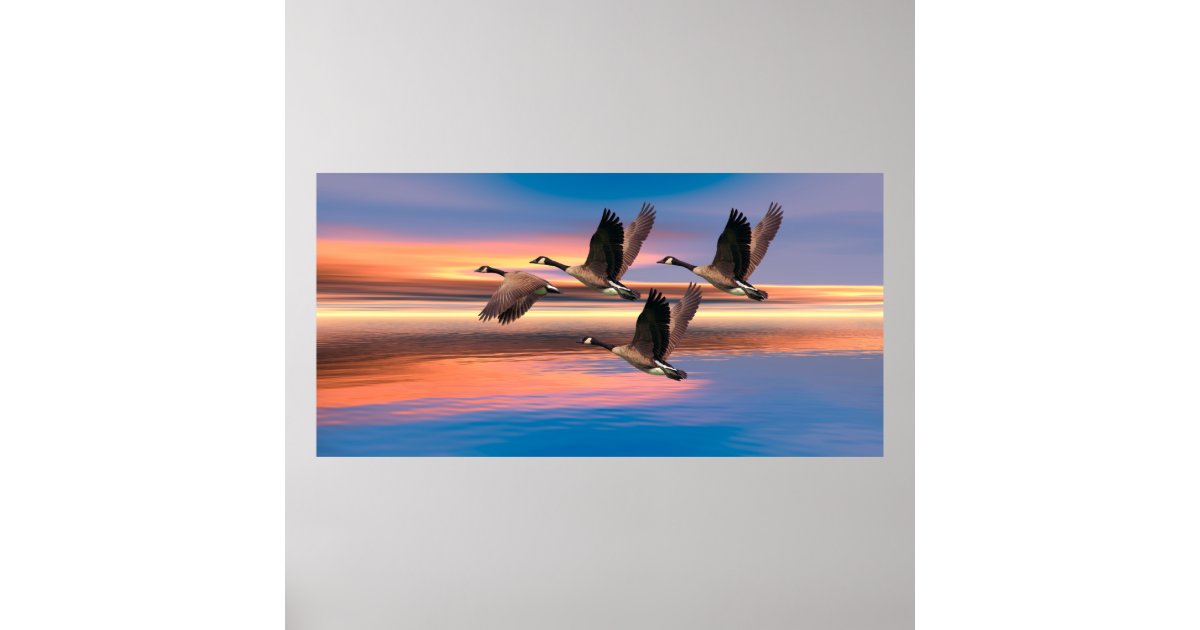 Canada Geese image for Poster | Zazzle
