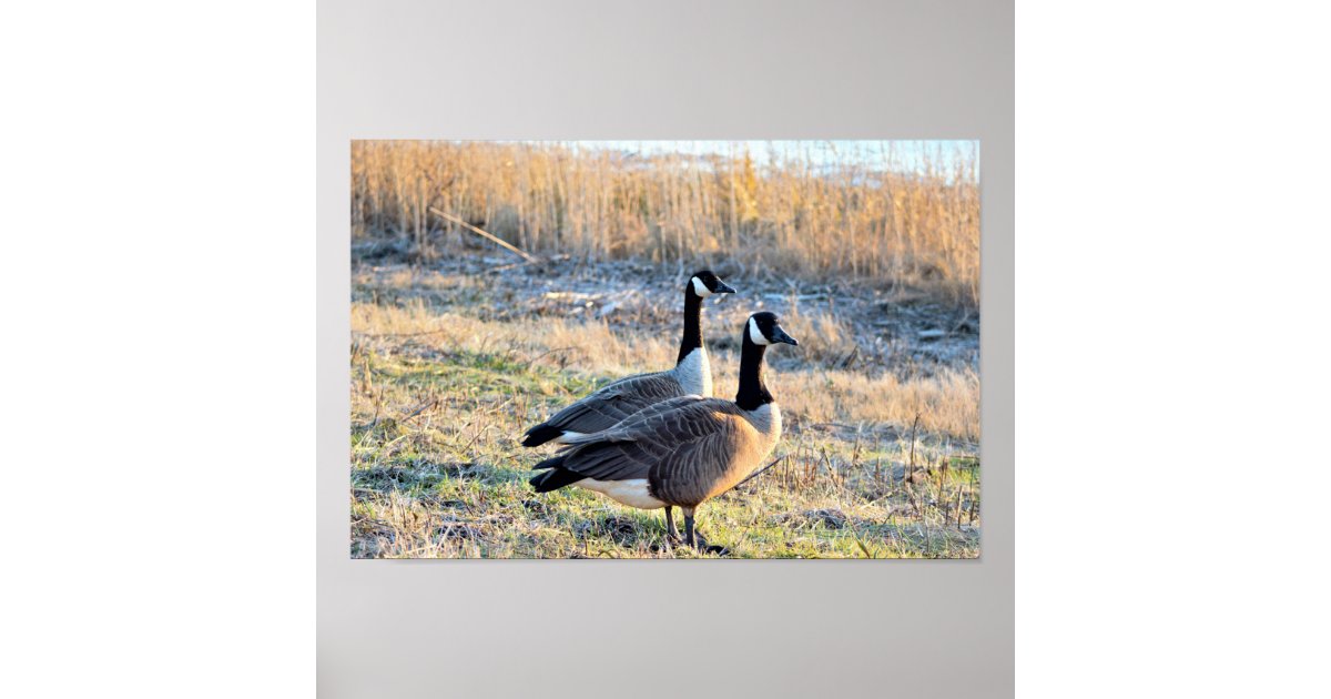 Canada Geese Photo Poster | Zazzle