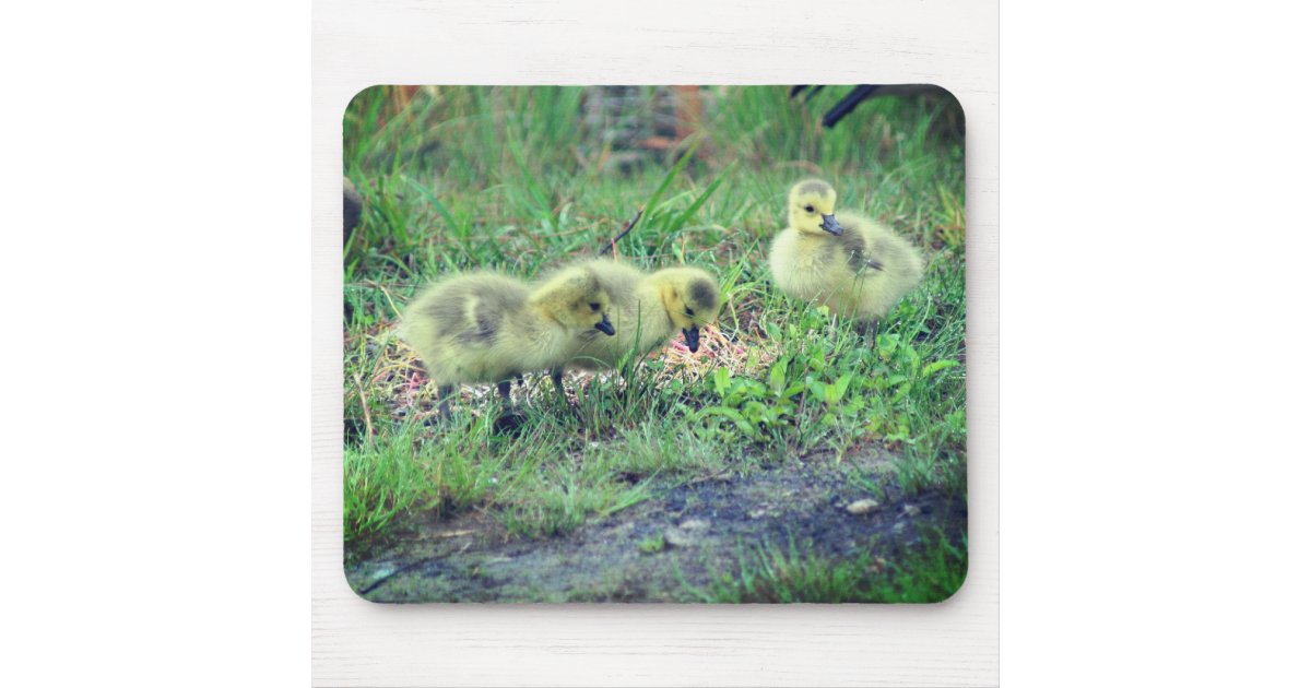 Canada Goose Babies Nature Mouse Pad | Zazzle