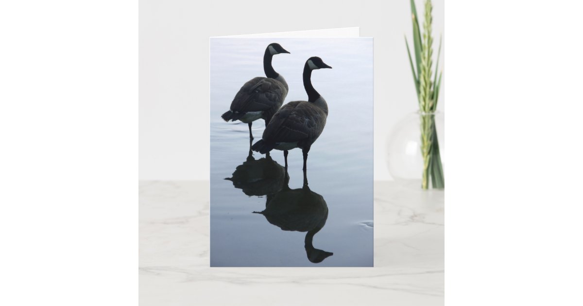 Canada Goose Cards Canada Geese Greeting Cards | Zazzle