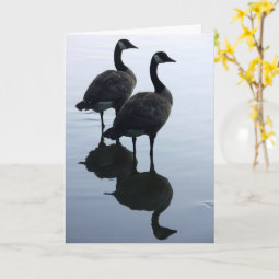 Canada Goose Cards Canada Geese Greeting Cards | Zazzle