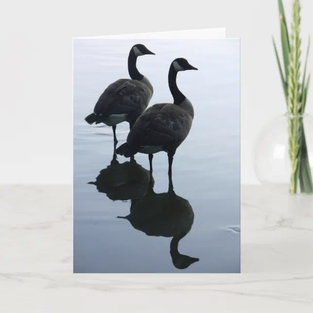 Canada Goose Cards Canada Geese Greeting Cards | Zazzle
