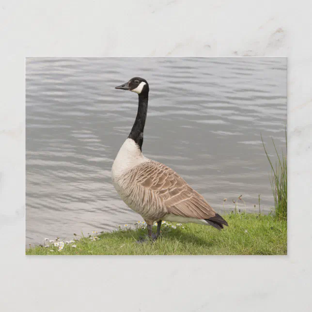 Canada Goose Postcard | Zazzle