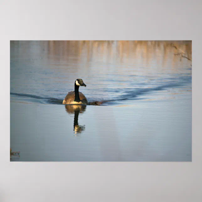 Canada Goose Poster | Zazzle