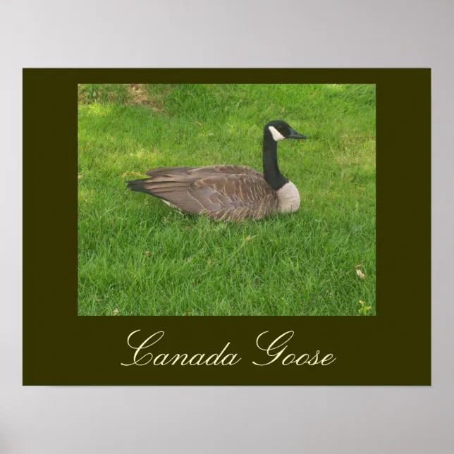 Canada Goose Poster | Zazzle