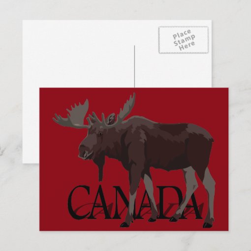 Canada Moose Postcards Canadian Souvenir Postcards | Zazzle