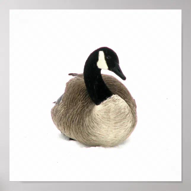 Canadian Goose Poster | Zazzle