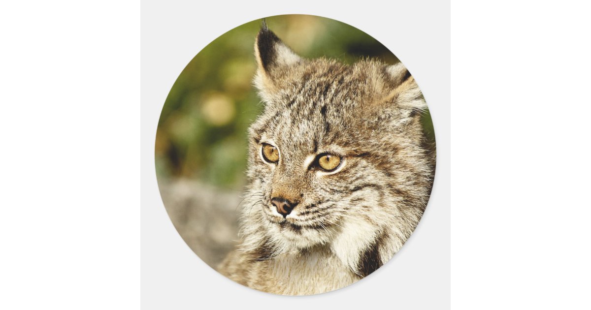 Canadian Lynx Classic Round Sticker | Zazzle