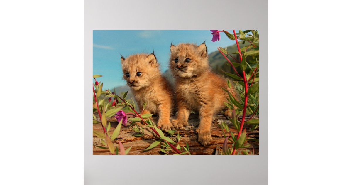Canadian Lynx Kittens, Alaska Poster | Zazzle