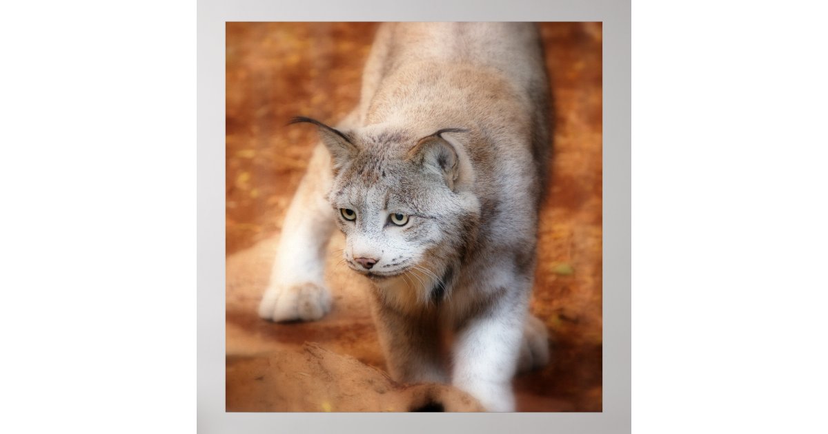 Canadian Lynx Poster | Zazzle