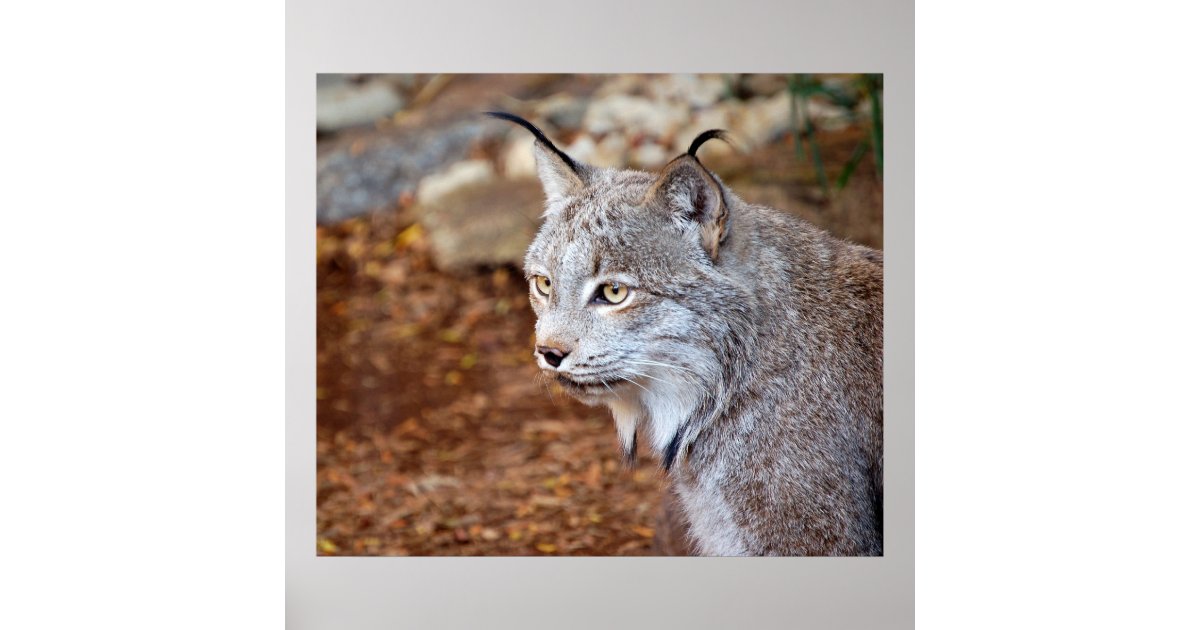Canadian Lynx Poster | Zazzle