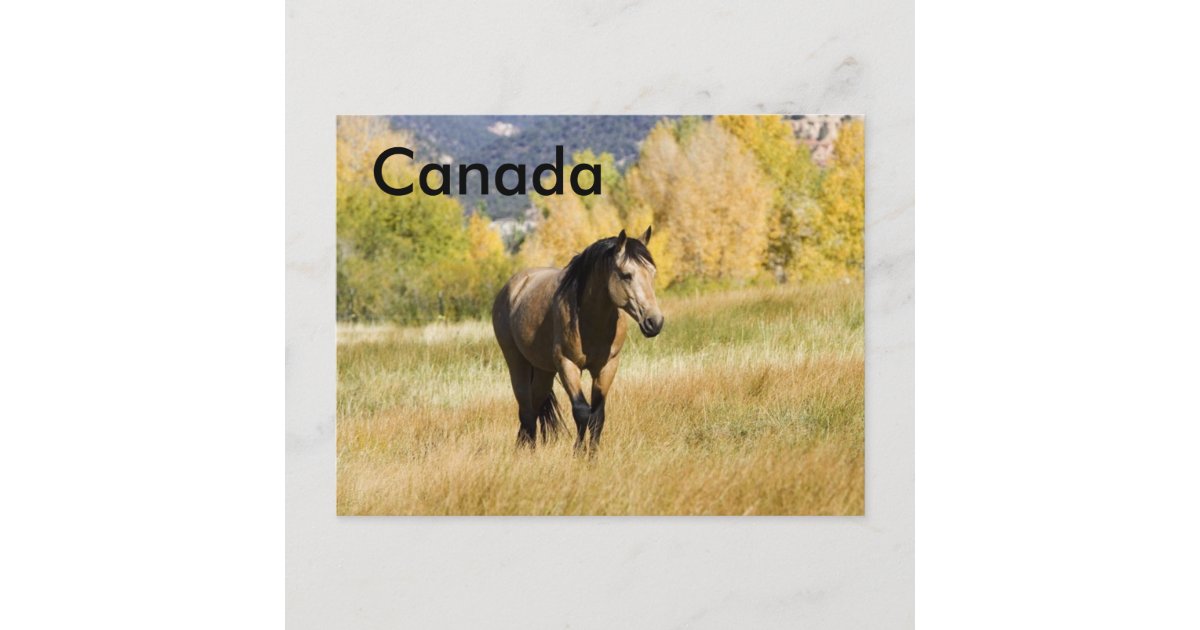 Canadian Postccard Postcard | Zazzle