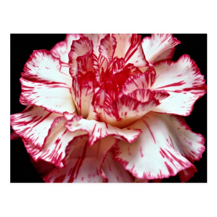 Candy-striped carnation flowers postcard | Zazzle.com