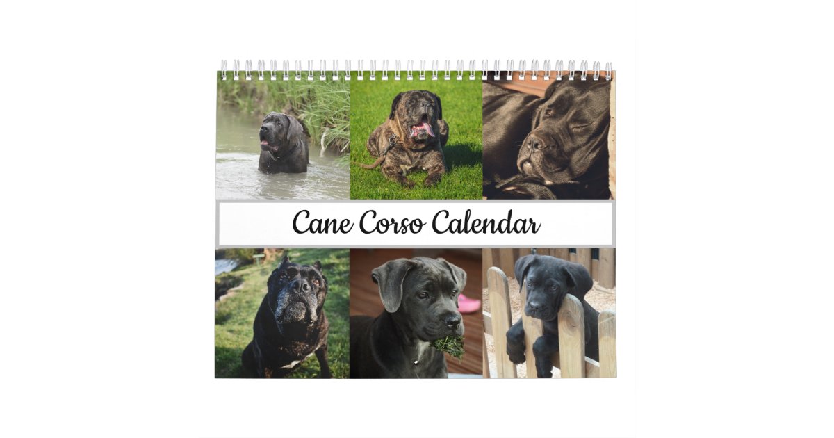 Cane Corso Calendar | Zazzle