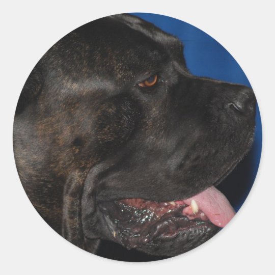 Cane Corso Dog Stickers | Zazzle.com