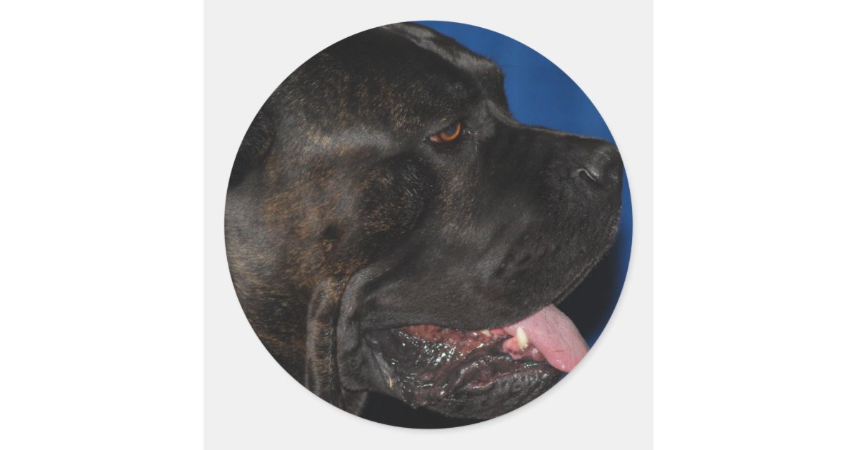 Cane Corso Dog Stickers | Zazzle