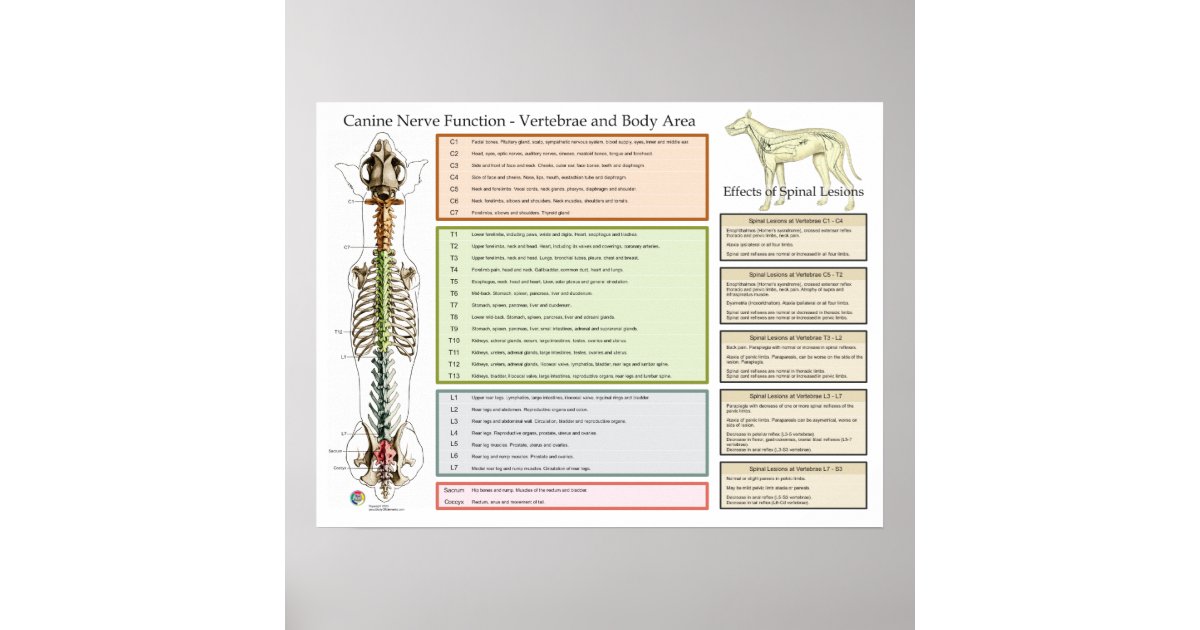 Canine Dog Spinal Nerves Function Veterinary Poster | Zazzle