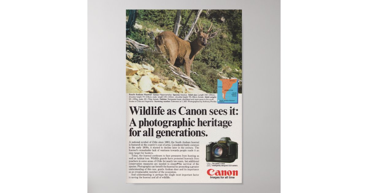 Canon camera 1980s advertisement retro antique poster | Zazzle