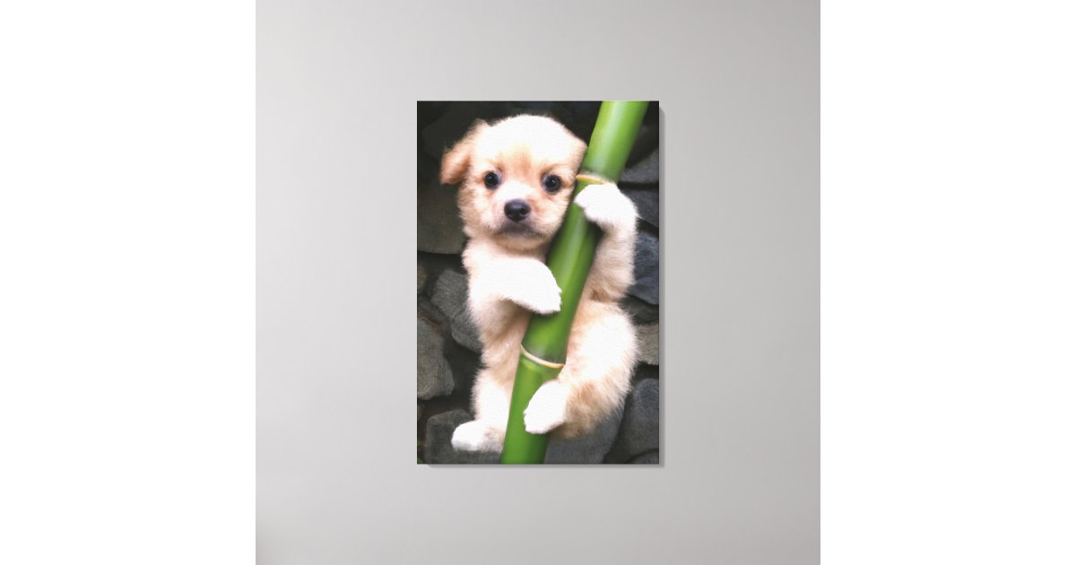 Canvas Cute Puppy Gaejook 개죽이 | Zazzle
