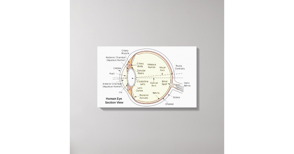 Canvas Human Eye Ball Anatomical Diagram | Zazzle