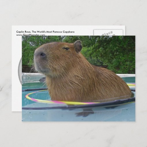 Caplin Rous with Hoola Hoops Postcard | Zazzle