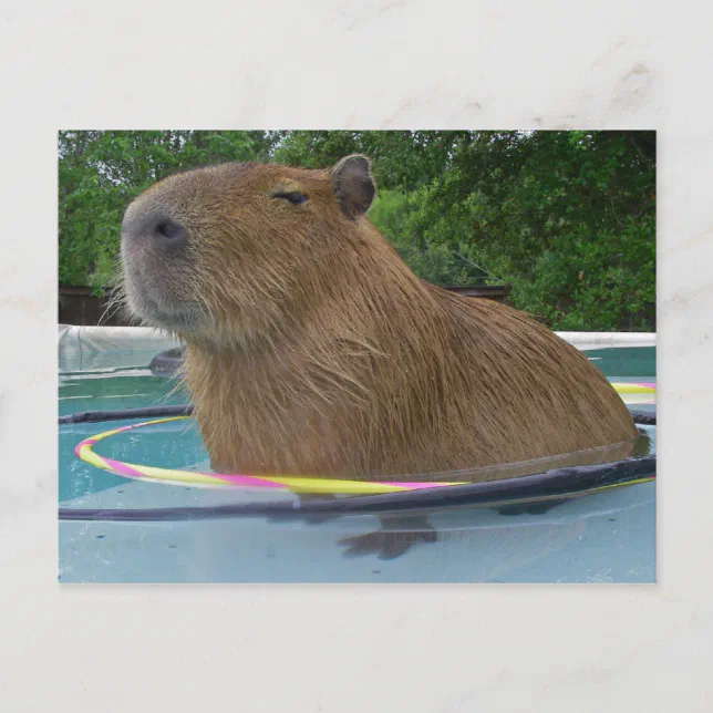 Caplin Rous with Hoola Hoops Postcard | Zazzle