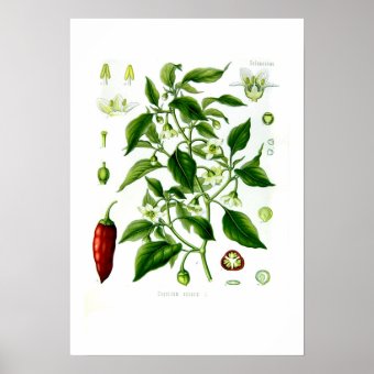 Capsicum annuum poster | Zazzle