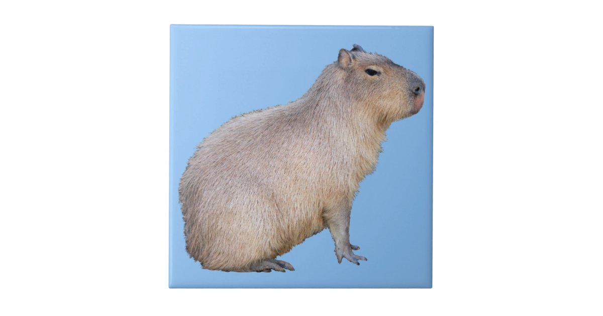 Capybara Ceramic Tile | Zazzle