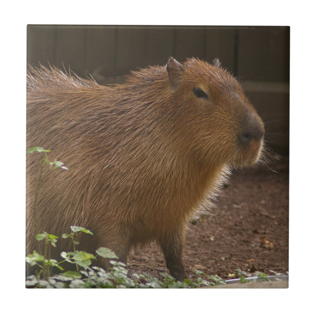 Capybara Ceramic Tile | Zazzle